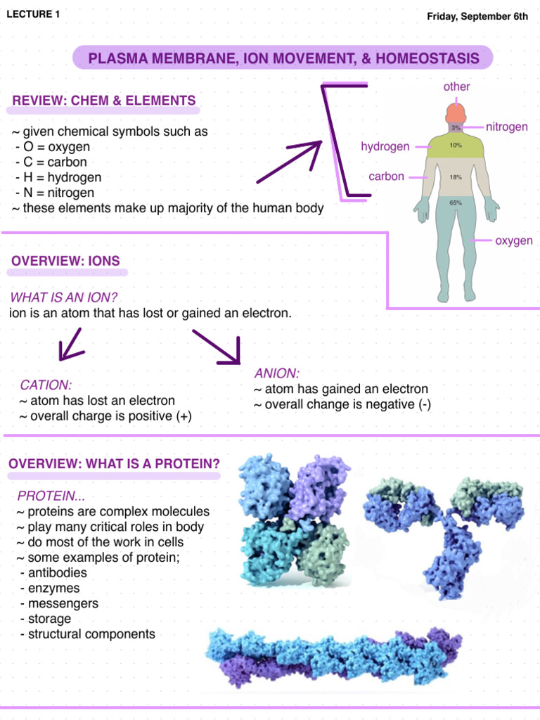 2 Plasma Membrane, Ion Movement, & Homeostasis | PDF