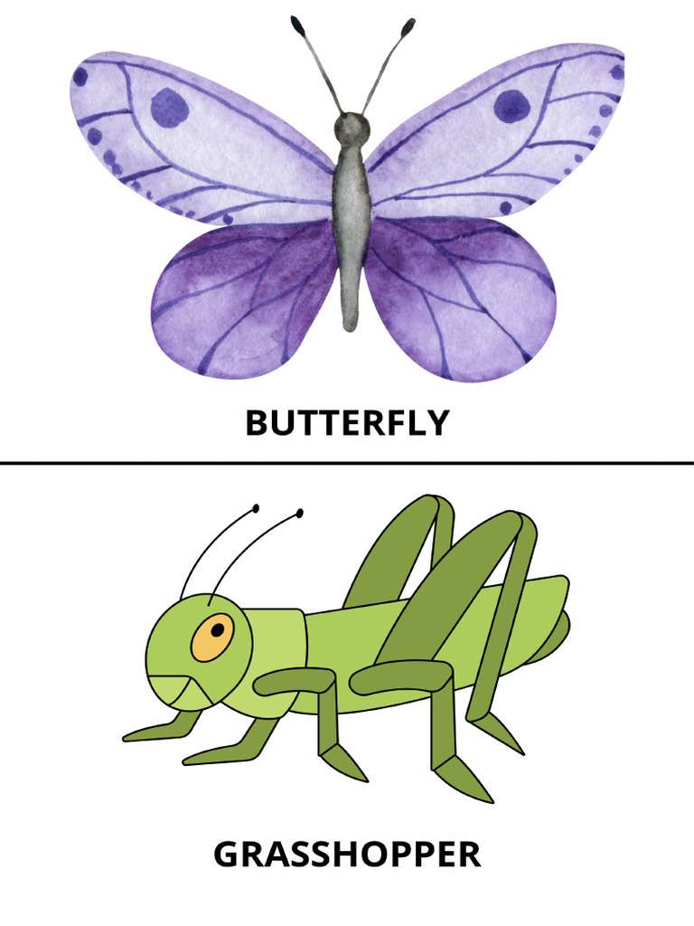 Insects Spring | PDF