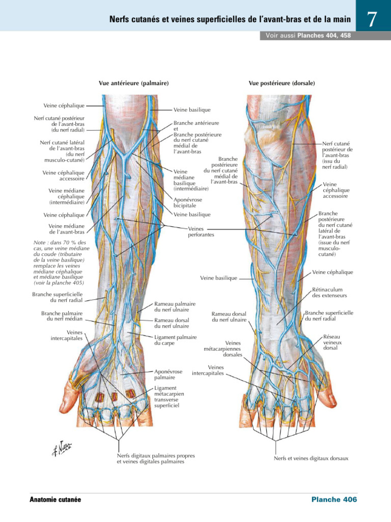 Nerfs Cutanés Et Veines Superccielles de L'avant-Bras Et de La Main | PDF