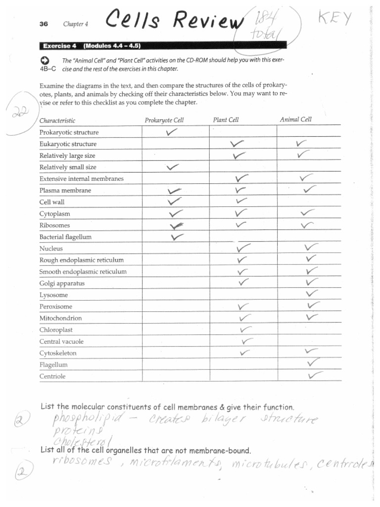 Cells Review Packet - Answers | PDF