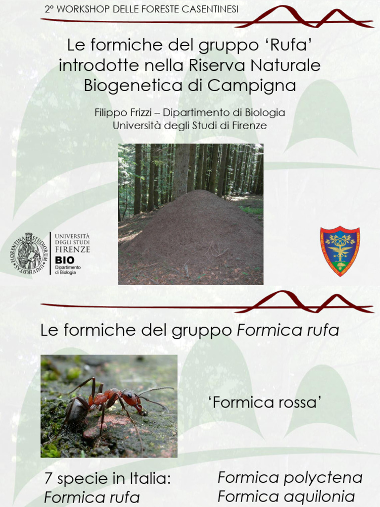 05 Le Formiche Del Gruppo Rufa - II Workshop Delle Foreste Casentinesi ...