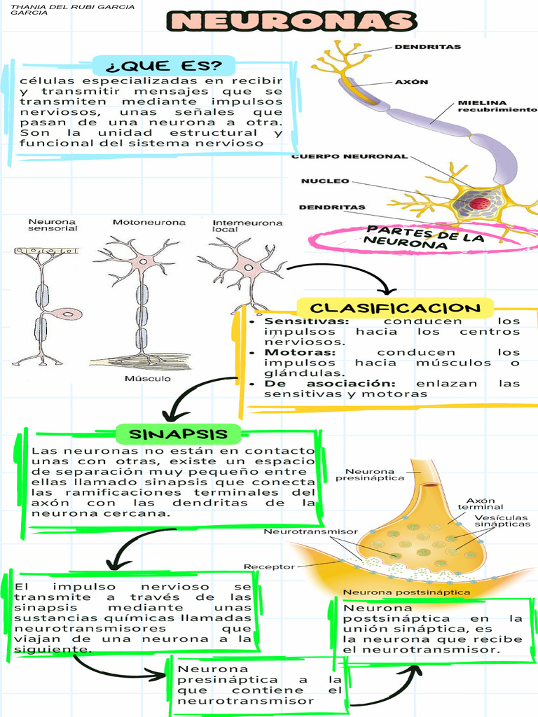NEURONAS | PDF