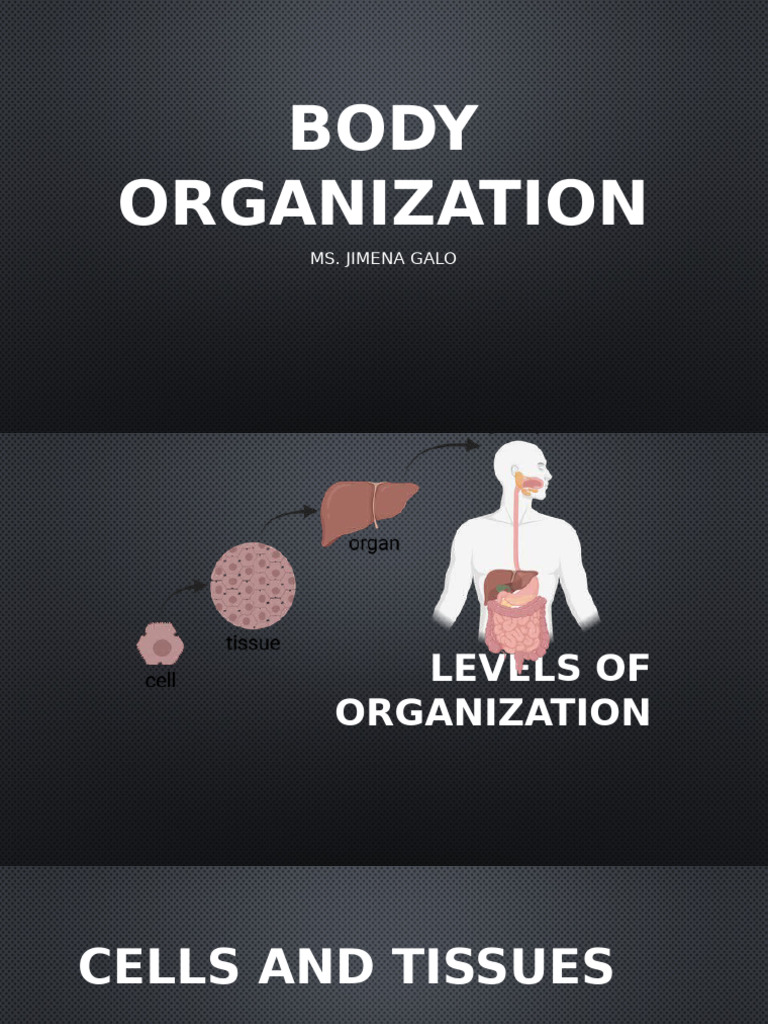 Body Organization | PDF