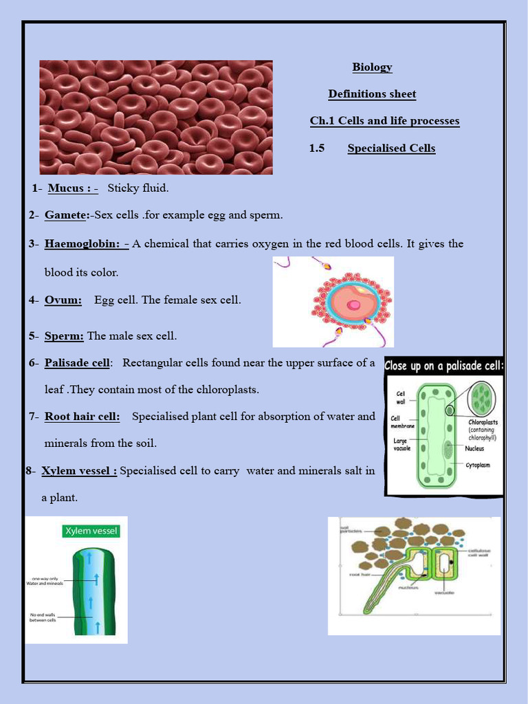 Definations Sheet For Lesson 5. Specialised .Cells | PDF
