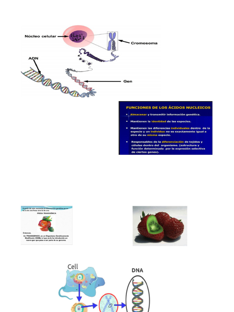 Adn Color | PDF