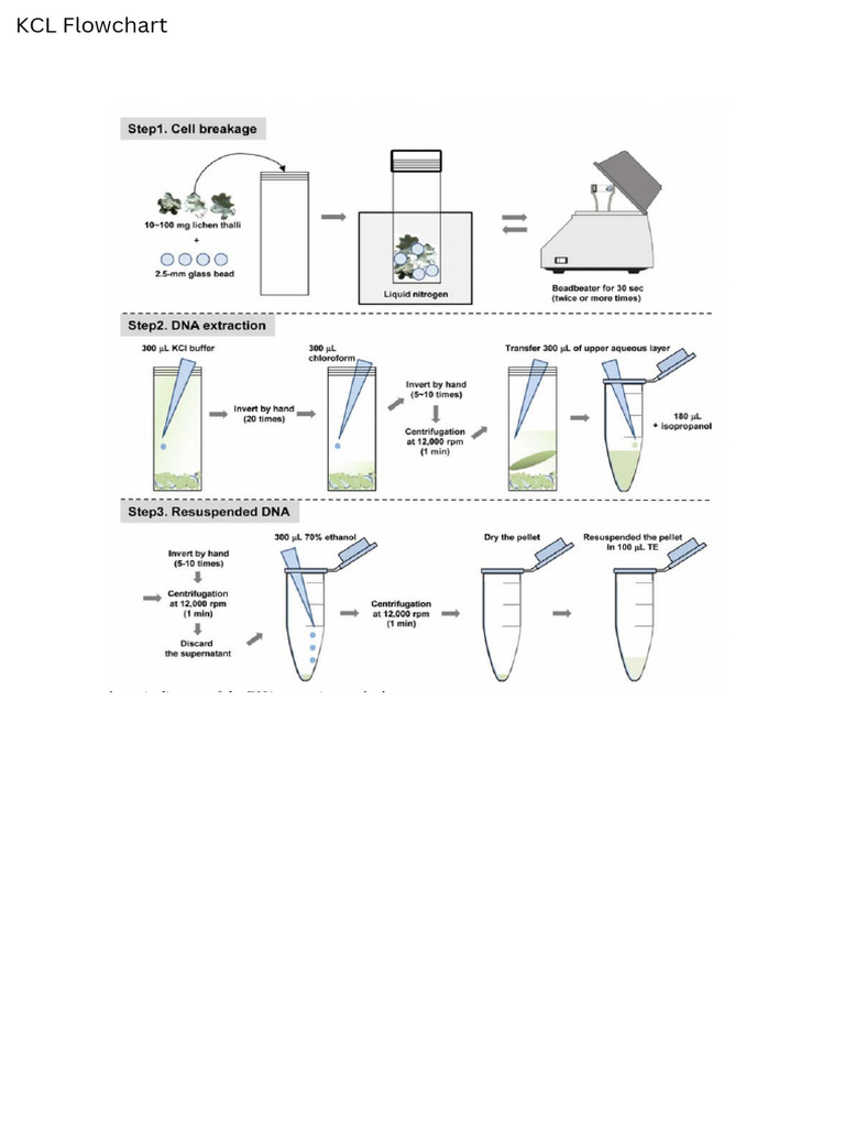 KCL Flowchart | PDF | Agarose Gel Electrophoresis | Chemistry
