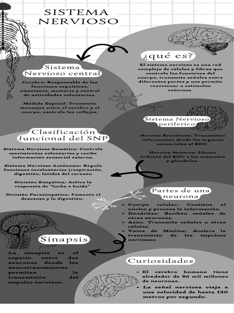 Infografia Sistema Nervioso Humano - 20240910 - 170107 - 0000 | PDF