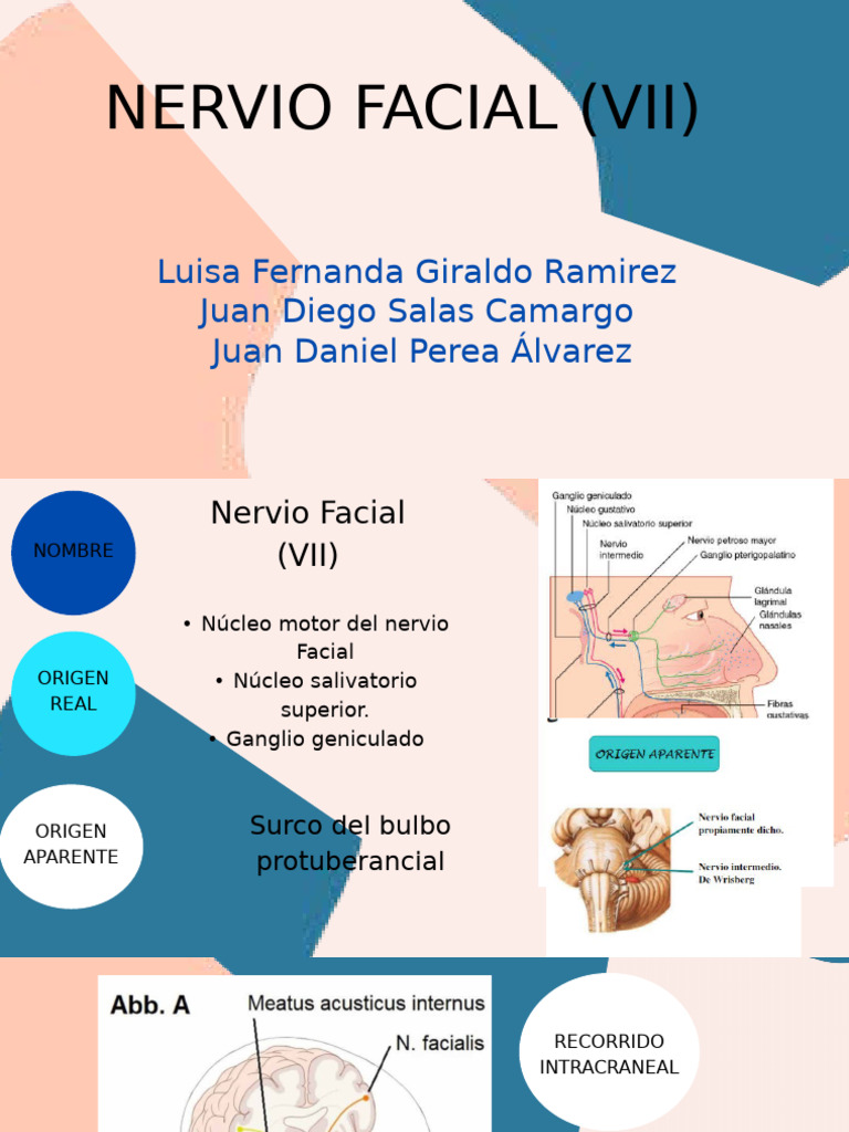 Nervio Facial | PDF