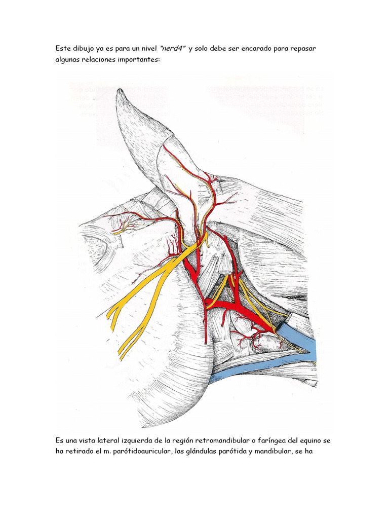 Retromandibular Profunda | PDF