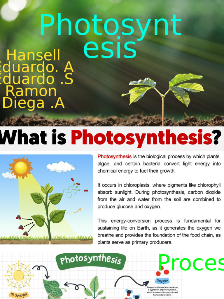 Copia de Photosyntesis | PDF