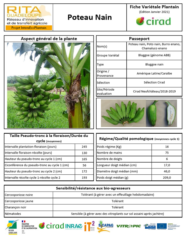 FicheVarietalePlantainPoteauNain Fichier Ressource Poteau-Nain | PDF