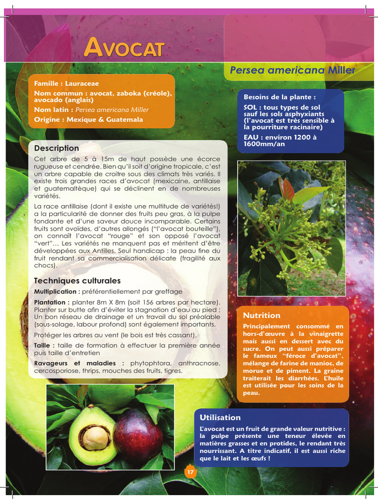 Fichier Ressource 16 Fiche Fruit L Avocat | PDF