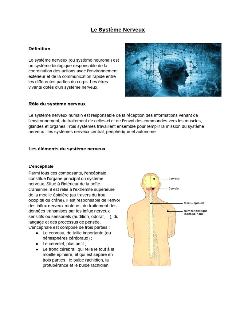 Le Système Nerveux | PDF