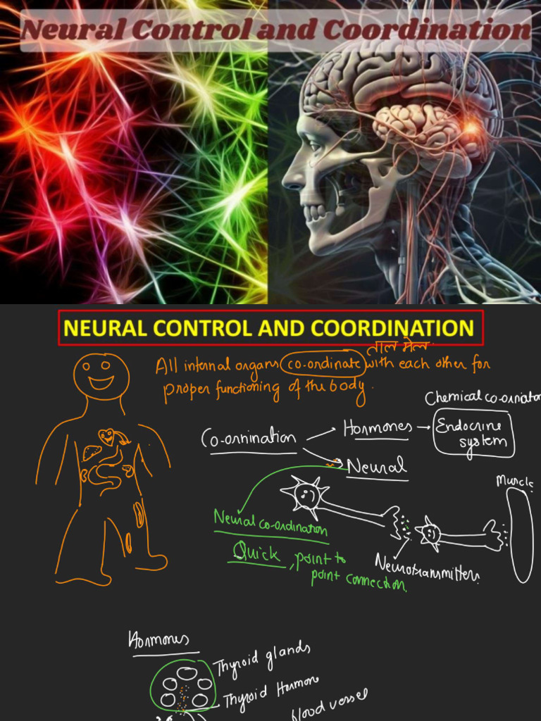 Neural Control and Coordination - L-01 (Class Notes) - Neuron As ...