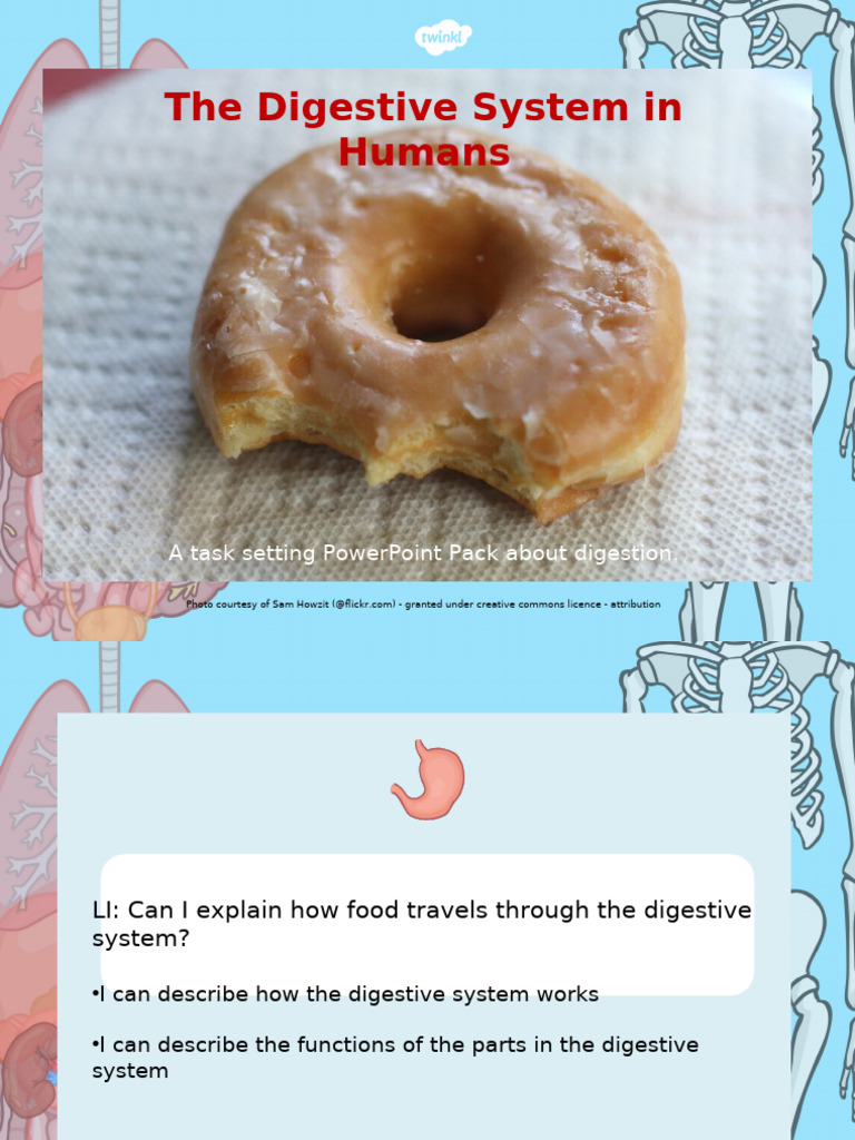 The Digestive System in Humans Powerpoint | PDF