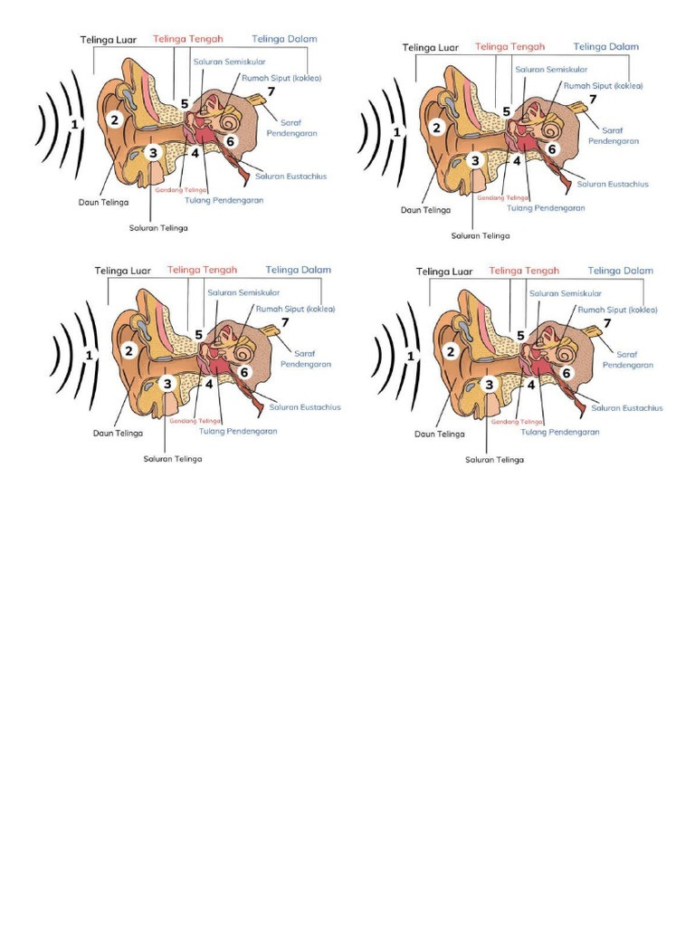 Bagian Telinga | PDF