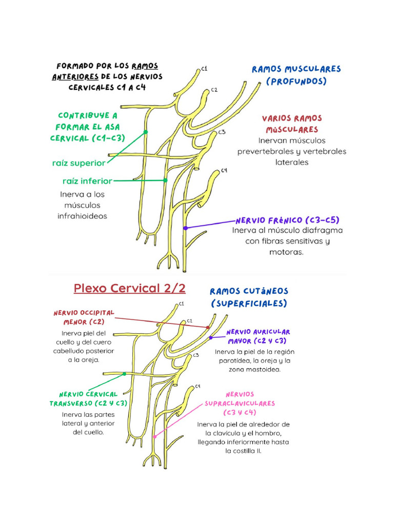 Plexos Topografía | PDF