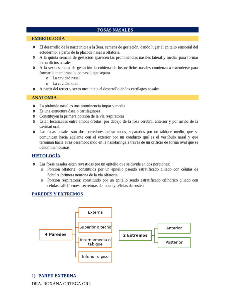 Anatomía y Funciones de las Fosas Nasales | PDF | Nariz humana | Cabeza ...