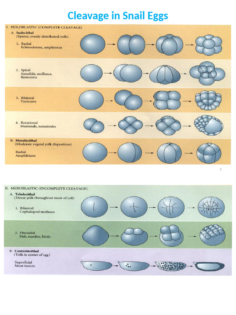 Cleavage in Representative Animals 3 | PDF