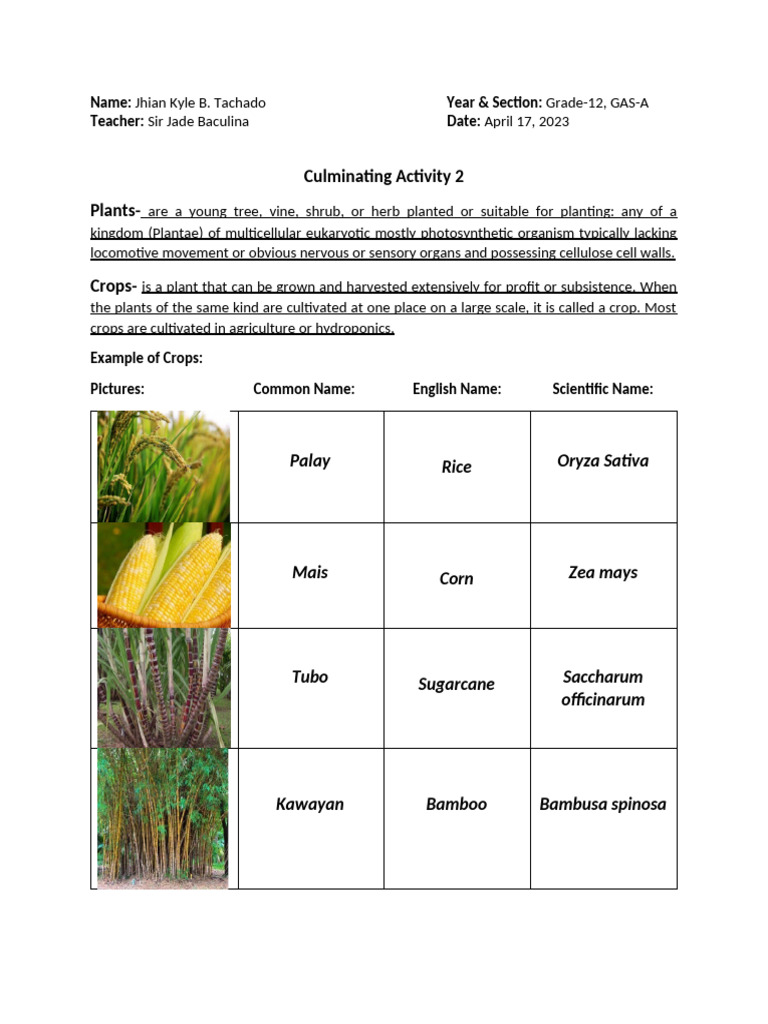 Culminating Activity 2 jhian tachado | PDF