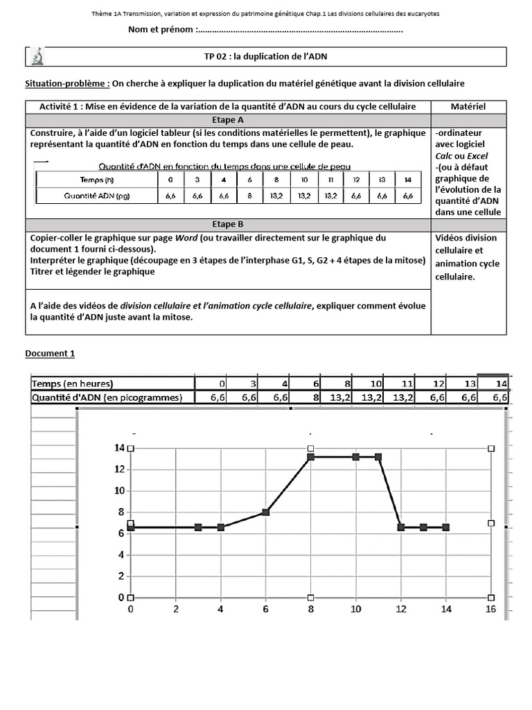 Duplication de l'ADN et Cycle Cellulaire | PDF