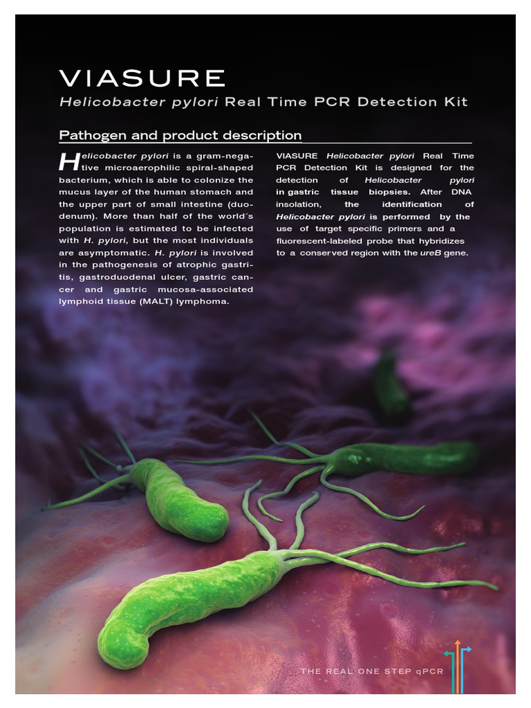 VIASURE Helicobacter-Pylori EN | PDF