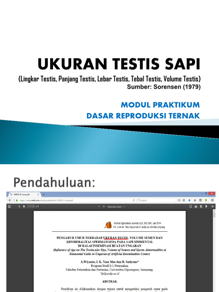 Praktikum Ukuran Testis Sapi-1 | PDF
