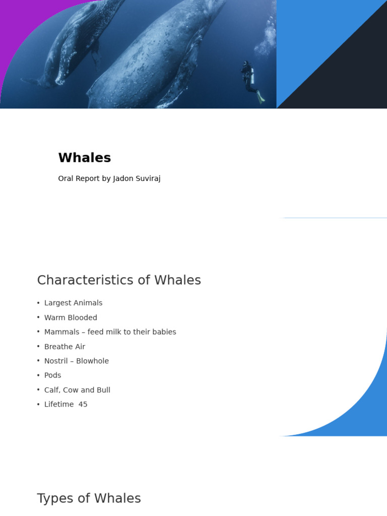 Whales | PDF