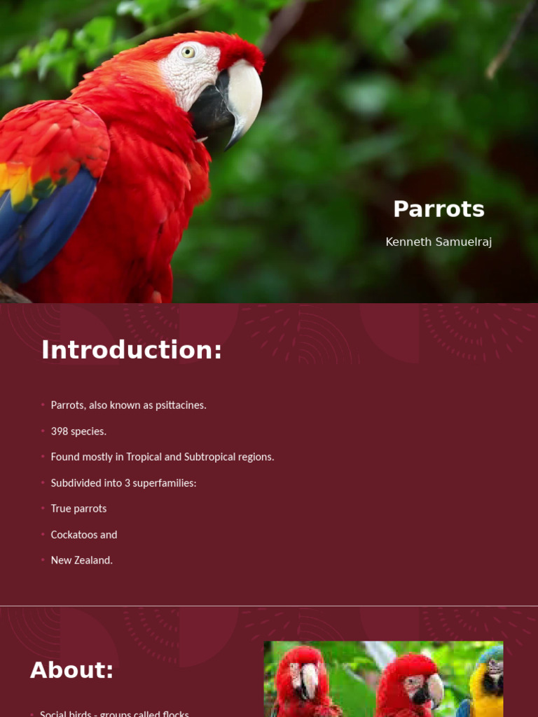 Parrots | PDF