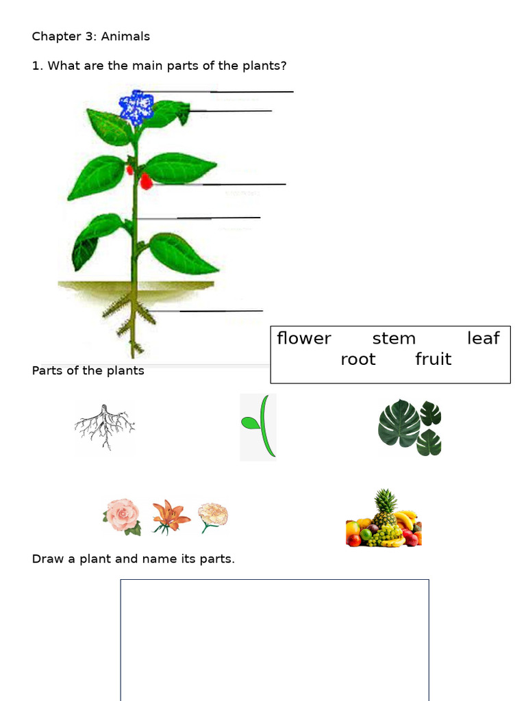 Science Plants | PDF