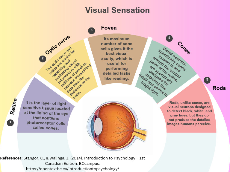 Activity2 Visual Sensation | PDF