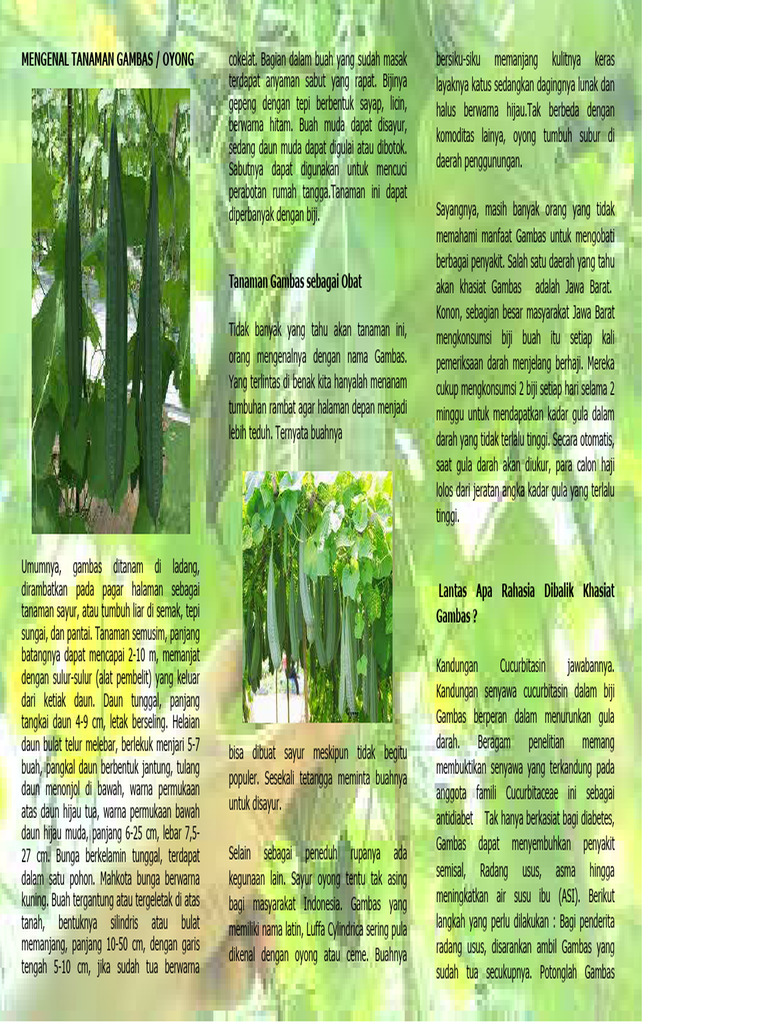 Folder Gambas Triwulan 2 | PDF