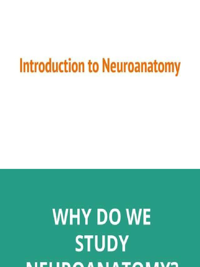 Neuroanatomy Introduction | PDF