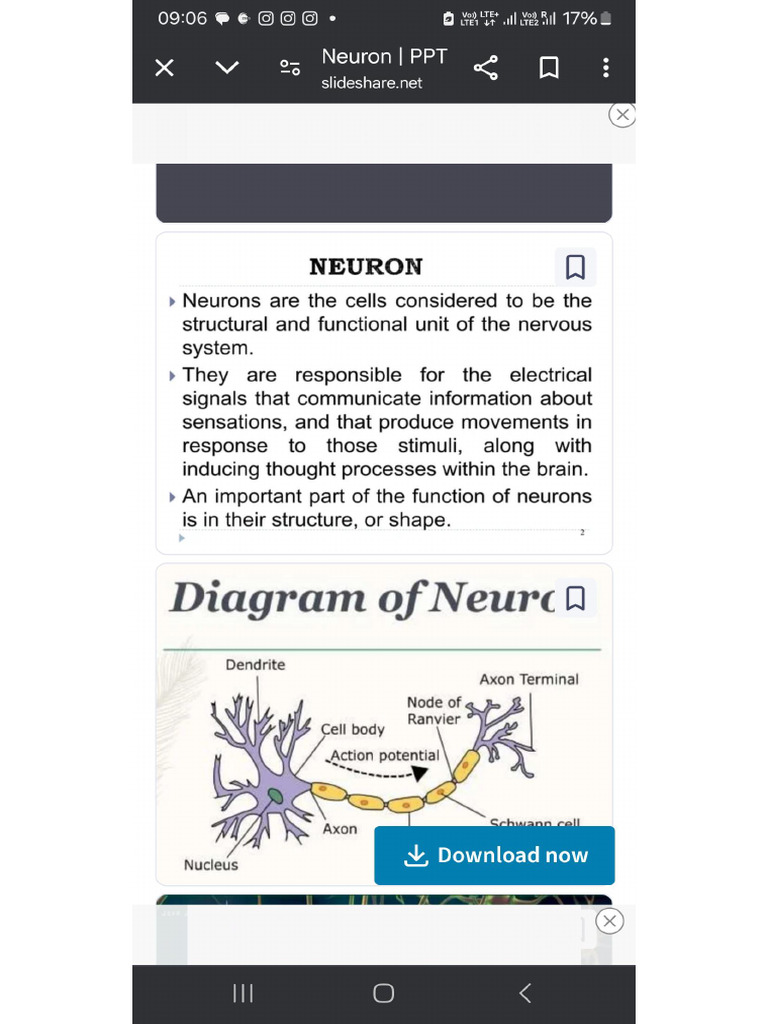 Neurons | PDF