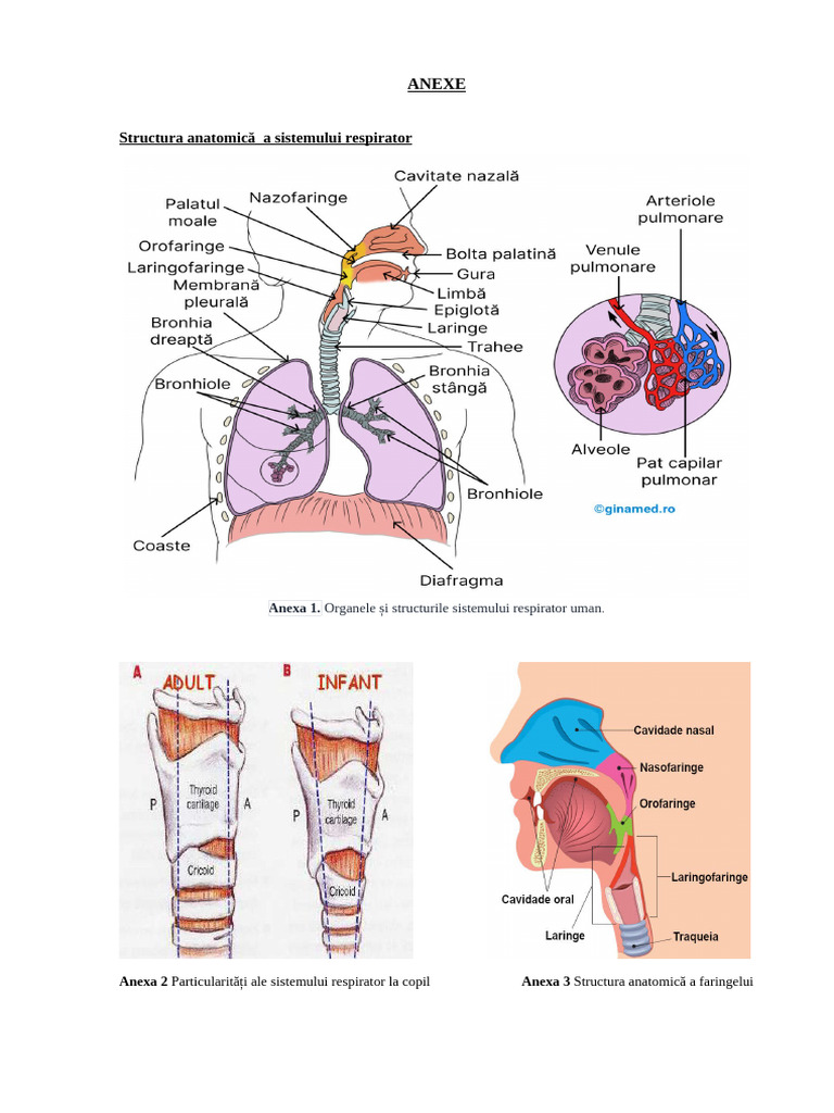 Anexe Si Bibliografie | PDF
