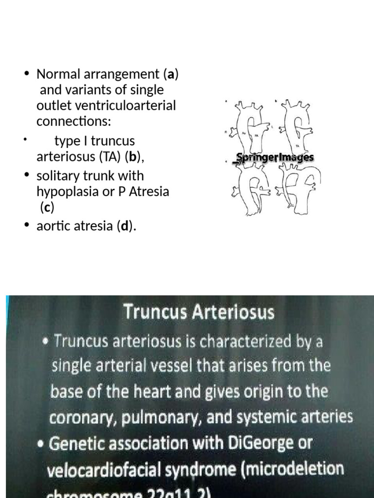 Truncus | PDF