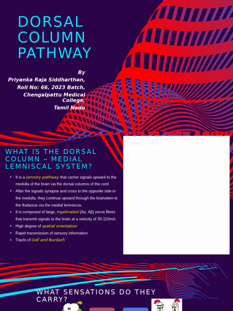 Dorsal Column Pathway by Priyanka R | PDF | Neuroscience | Nervous System