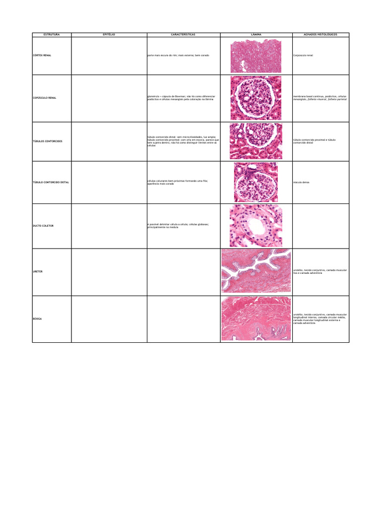 Sistema Urinario - Histologia - Página1 | PDF