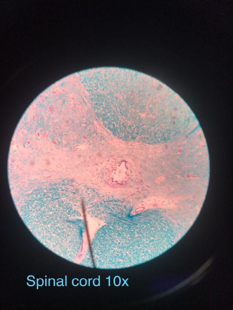 Histology Slides Block-D KMU | PDF