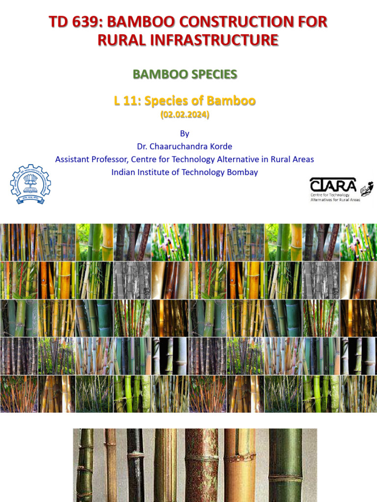 Bamboo | PDF