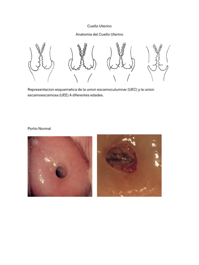Dr. Hermógenes Sejas Gutierres Ginecólogo - Obstetra | PDF
