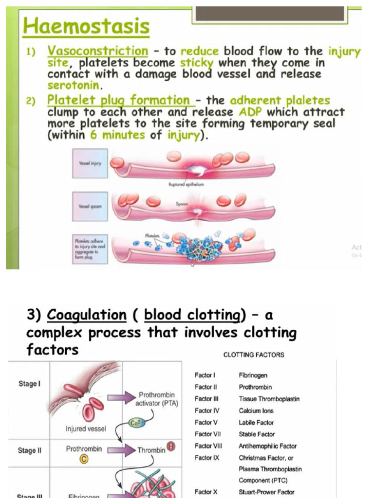 Blood Clotting Pdf