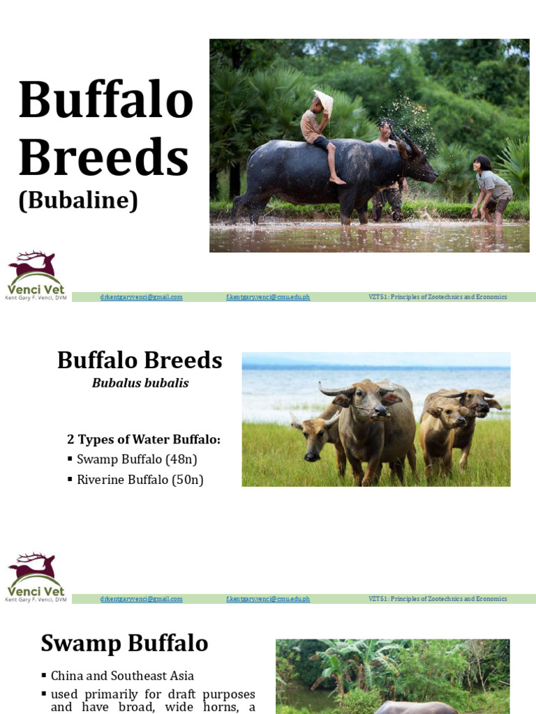 5 Breeds of Buffalo | PDF