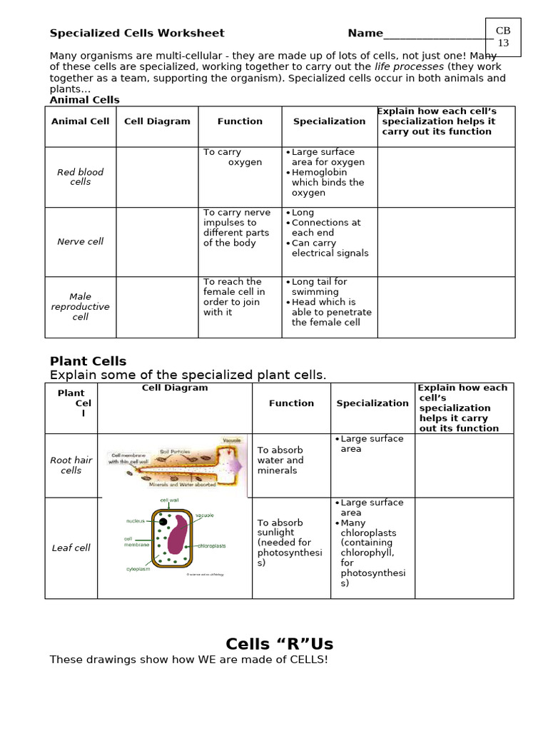 8specialized Cells Worksheet Cb13 | PDF