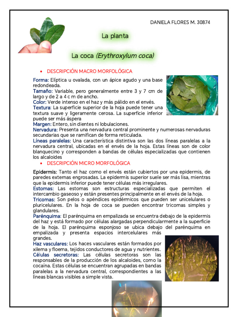 Coca (Erythroxylum Coca) - DANIELA Flores 7e | PDF