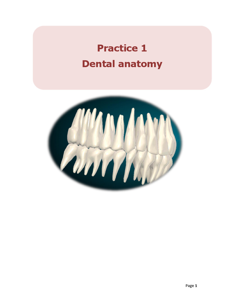 P1. Practical 1 guide. Dental anatomy. | PDF