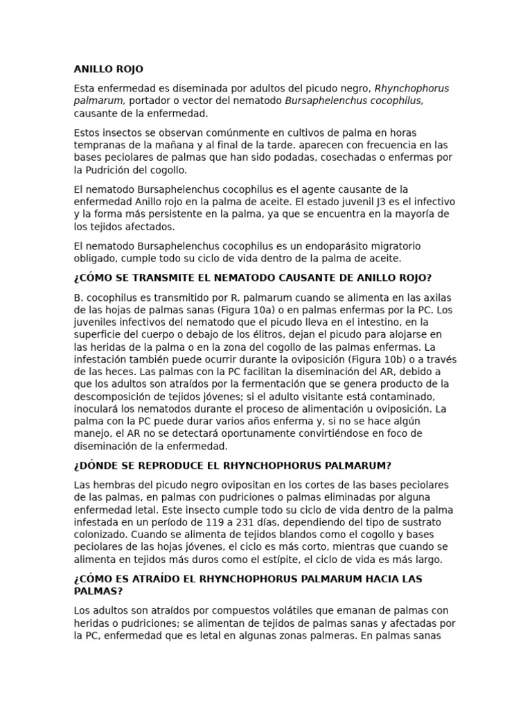 Anillo Rojo en Palmas de Aceite | PDF | Hoja | Raíz