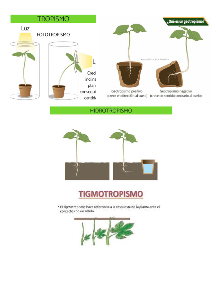 Tropismo | PDF