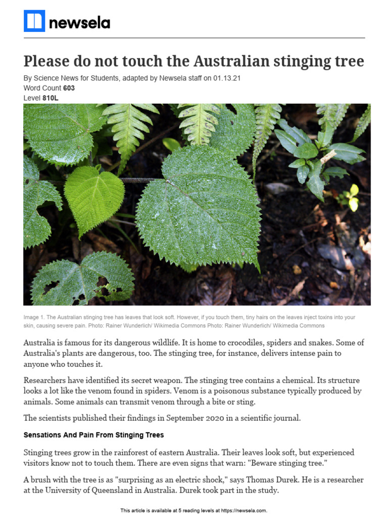 australia-stinging-tree-2001017199-article_and_quiz | PDF