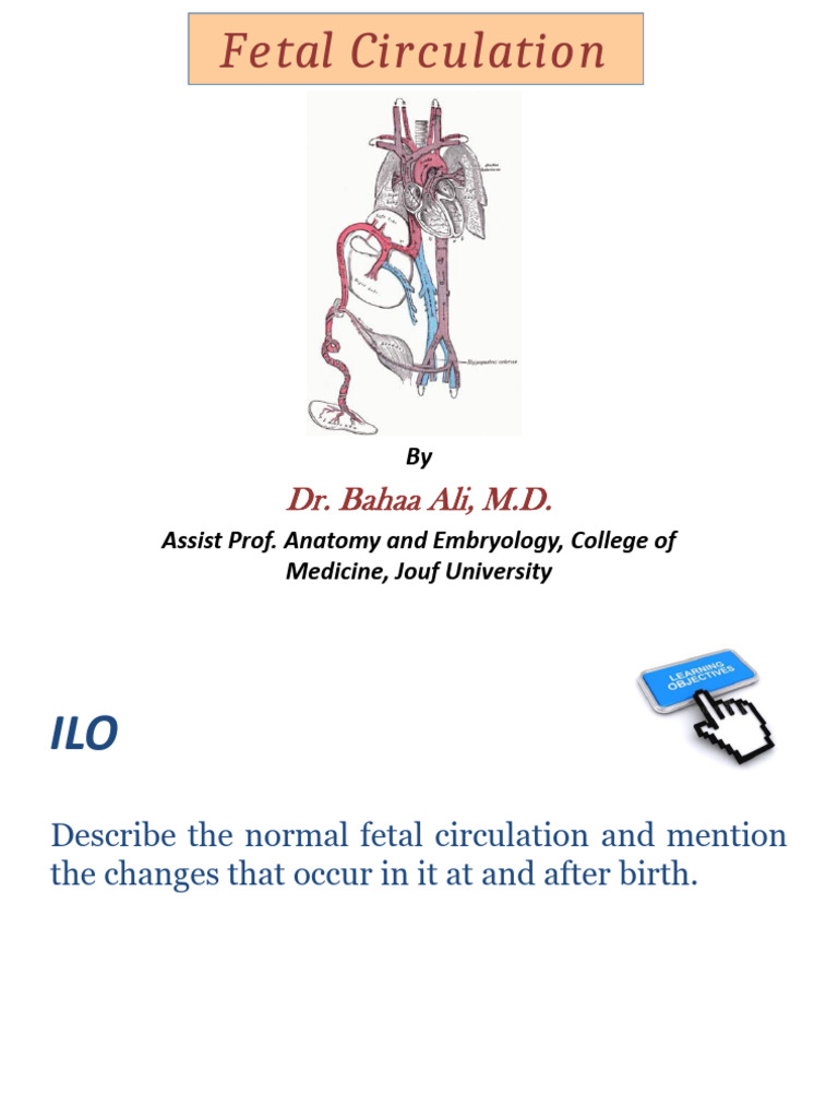 Fetal Circulation | PDF